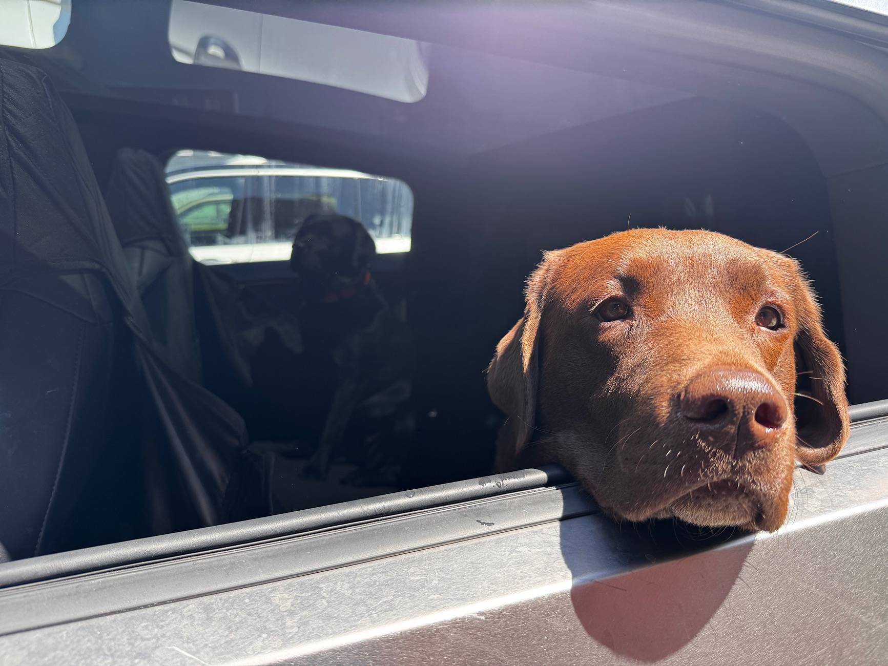Need a better option for traveling with dogs. | Tesla Cybertruck Forum ...